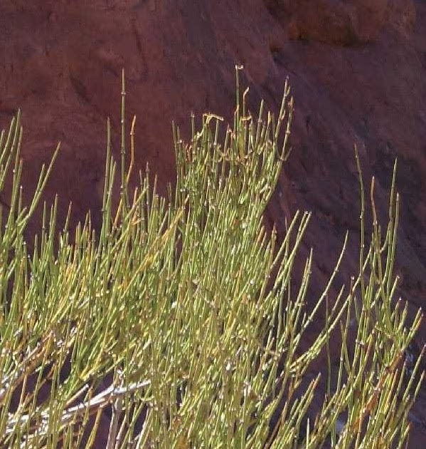 Sword Of Survival: Mormon Tea