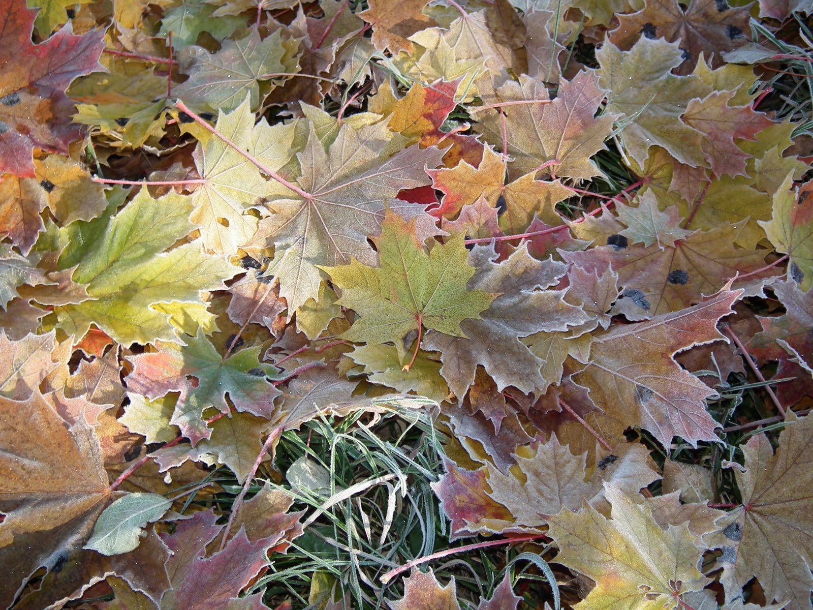 Be Fotošop'o: Lapai, ruduo, šerkšnas
