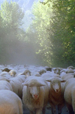 Lift Jesus High: 23rd Psalm