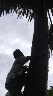 kebun siwalan: Buah, Legen dan Tuak dari Siwalan di Tuban JaTim