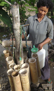 kebun siwalan: Mengolah Legen dan Tuak Siwalan di Tuban