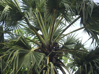 kebun siwalan: Mengolah Legen dan Tuak Siwalan di Tuban