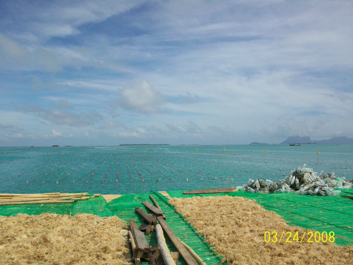 Rumput Laut Indonesia: Foto foto rumput laut di Nunukan Kalimantan Timur