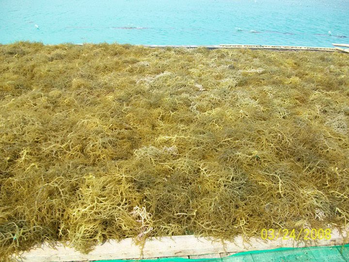 Rumput Laut Indonesia: Foto foto rumput laut di Nunukan Kalimantan Timur