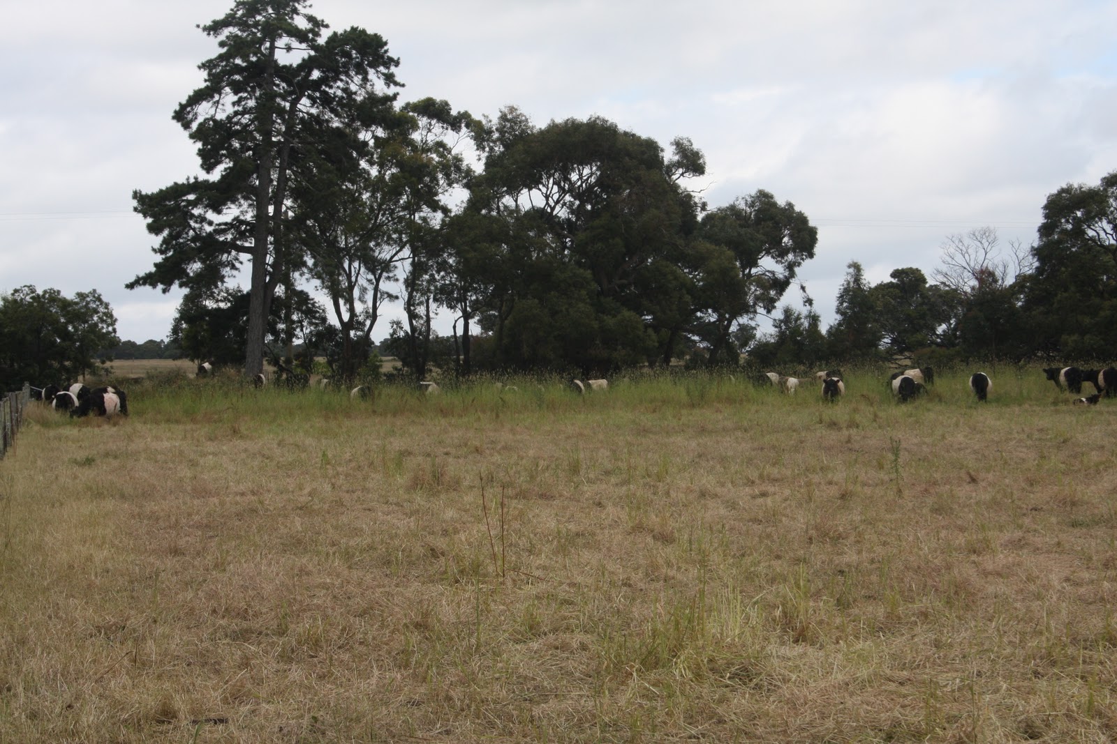 Moora Farm Journal: Cell grazing made easy