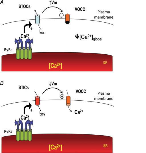 Calcium: Seeing is believing! Imaging Ca2+-signalling events in living ...