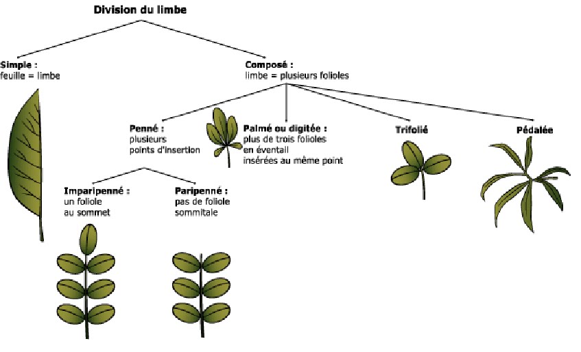 salangane974: Botanique4:principales divisions du limbe