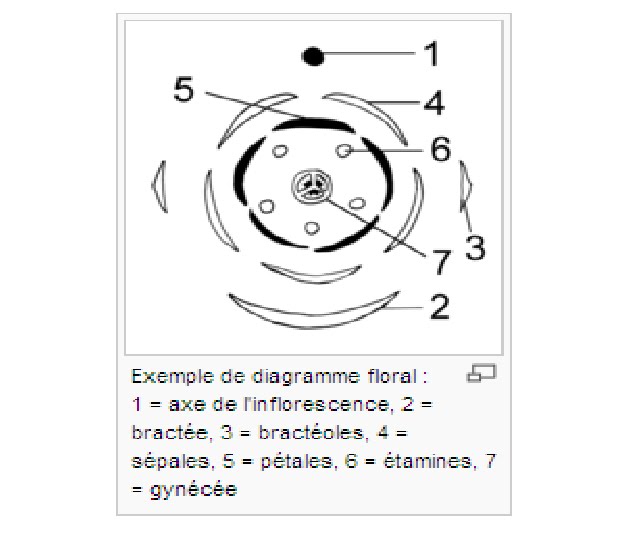 salangane974: botanique9:fleur3