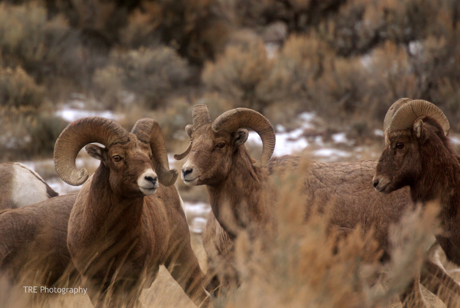 TRE Photography: The Year Half Over and Upcoming Show