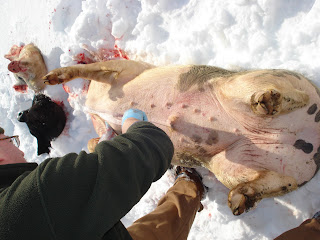 Ohiofarmgirl's Adventures In The Good Land: How to Hog Harvest - Step ...