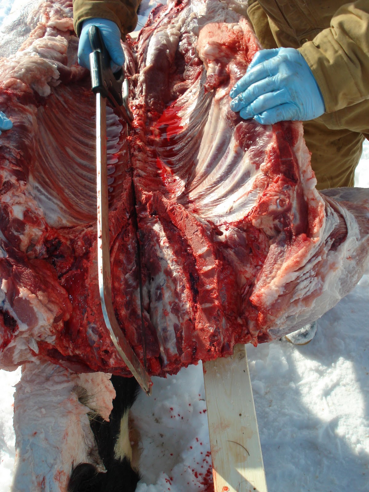 Ohiofarmgirl's Adventures In The Good Land: How to Hog Harvest - Step ...