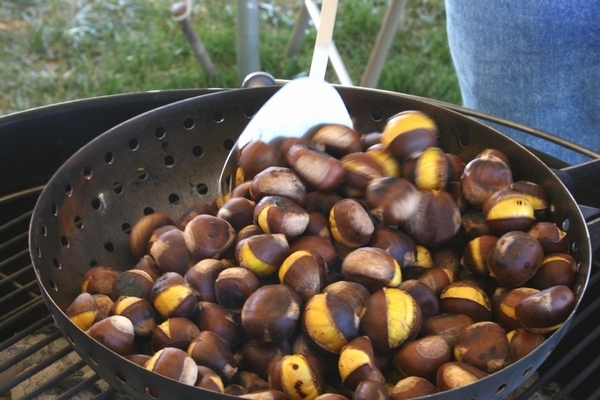 Missouri Beginning Farming: Growing Chestnuts in Missouri a Challenge ...