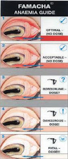 AnatOmíA tOpoGrÁficA*...!: ¡...FAMACHA...!