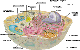 El gato de la colina: FUNCIONES VITALES