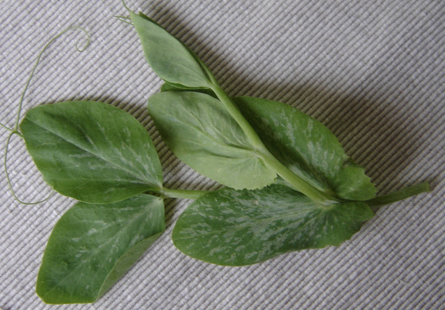 Baatasaari (eternal traveler)...: Steamed bean-leaf with sesame dressing