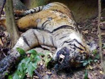 wildsingapore news: Slow, painful death for tiger with bullet and spear ...