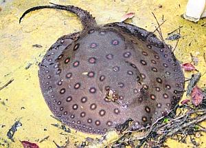 Celebrating Singapore's BioDiversity!: 'Bad' biodiversity: Invasive ...