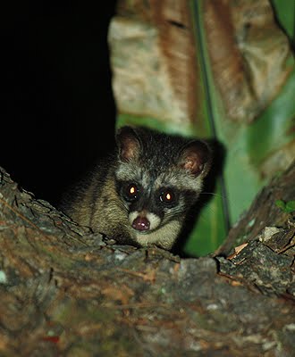 wildsingapore news: 'Musang' facing threat from annoyed residents