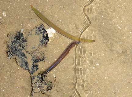 Mangrove Worm
