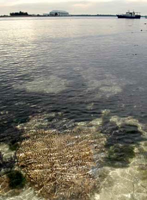 wild shores of singapore: Pulau Jong with Giant Suprise