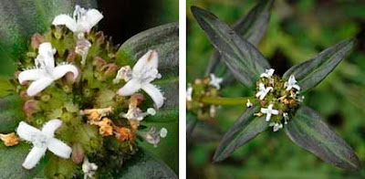 wild shores of singapore: Flowerful day at Pulau Semakau