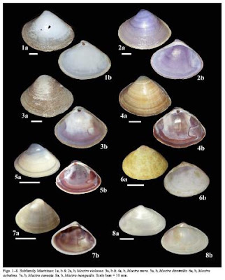 wild shores of singapore: New records of surf clams at East Coast Park