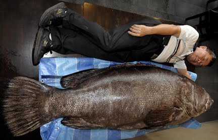 wildsingapore news: Eatery dishing up 220kg monster fish