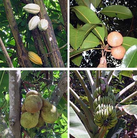 wild shores of singapore: Chek Jawa with Katong Convent