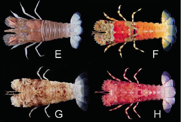 wild shores of singapore: Amazing Anomurans: Global checklists now in ...