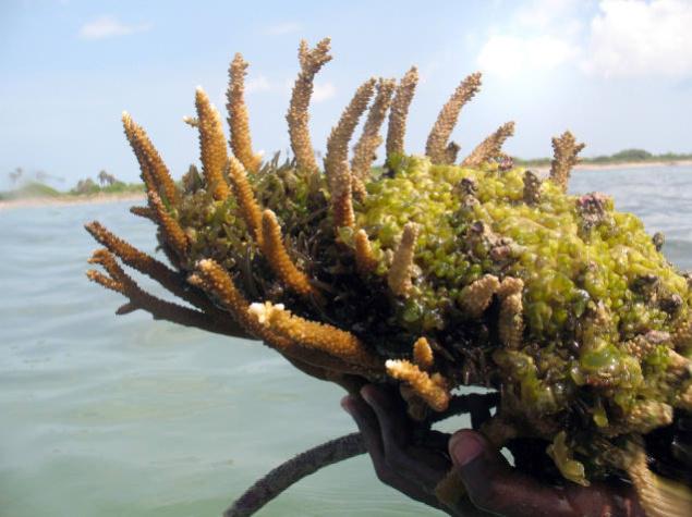 wildsingapore news: Nov 19, 2010