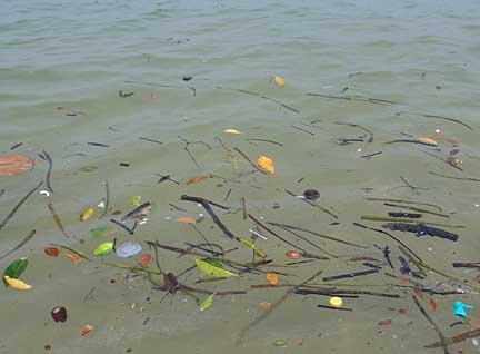 wild shores of singapore: Floating sea seeds suggest new non-toxic ship ...