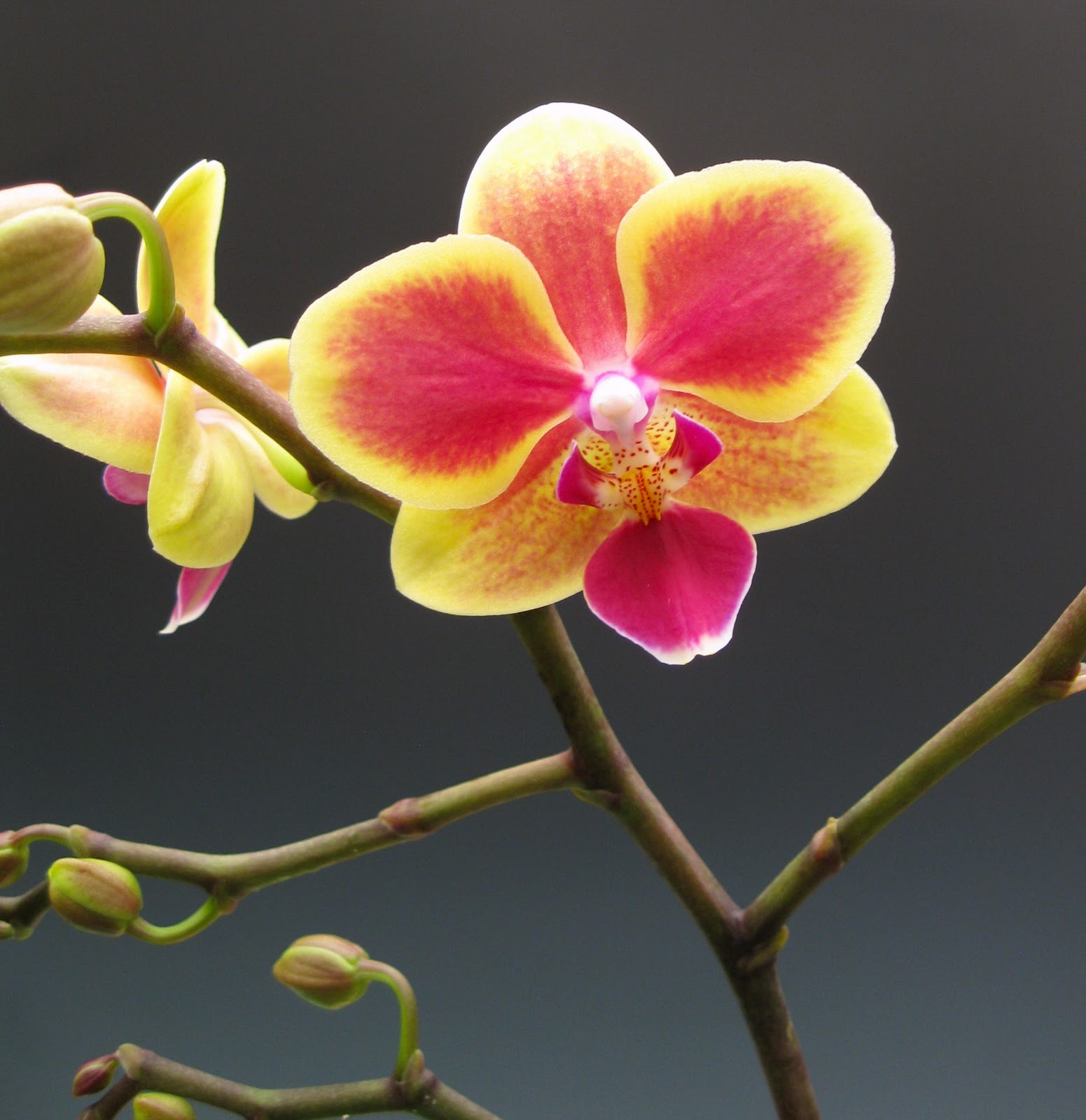 Miniature Moth Orchids | Orchidaceous! Orchid Blog