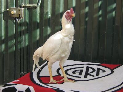 GALLOPOLIS: GALLO MALAYO