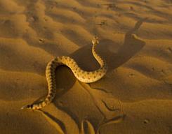 Universo Animal: ¿Cómo se desplazan las serpientes?