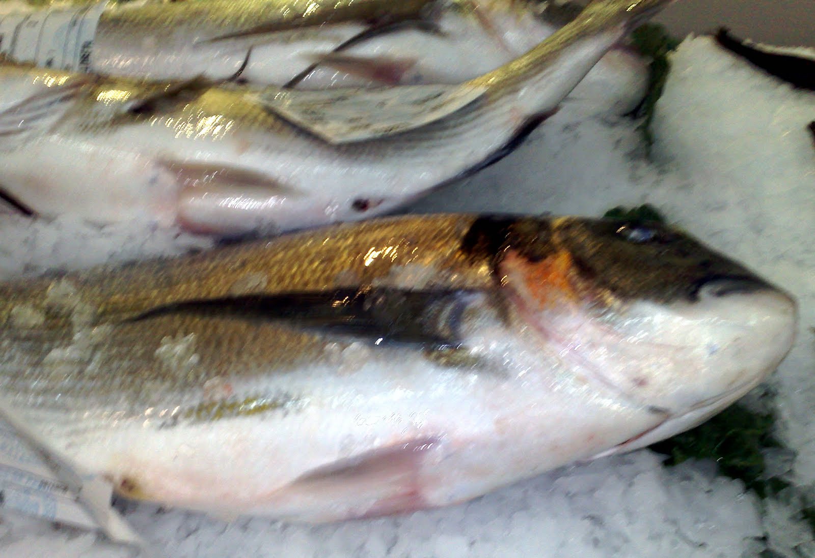 EL MILLOR PEIX: Orades