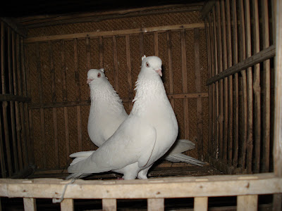 White Pigeon Photo Collection: White Tippler Pigeon Pair