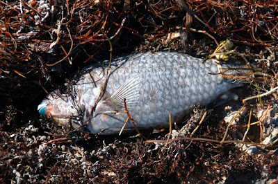 Cruising on Kanau: Tara in Paradise - Taradise