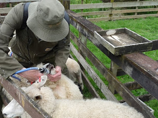 Woolshed 1: Breeding sheep to eliminate dags and worms. 1.