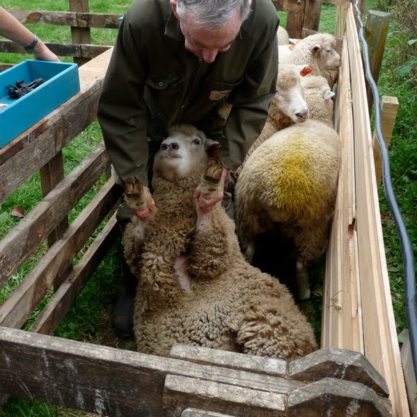 Woolshed 1: Animal behaviour and welfare: Sheep Part 3