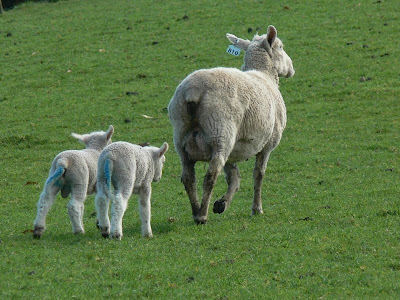 Woolshed 1: Sheep Farm Husbandry - Castration and Tail Docking