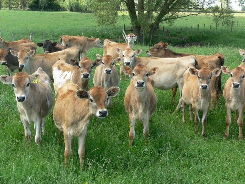 Woolshed 1: Cattle farm husbandry – calf rearing, feeds and systems