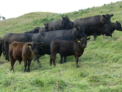 Woolshed 1: Cattle farm husbandry – cattle farming systems