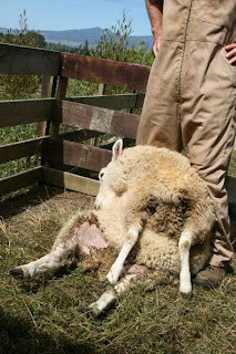 Woolshed 1: Sheep Farm Husbandry - Sheep behaviour and handling
