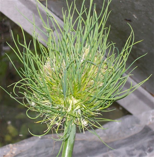 Woolshed 1: Leeks - their Growing and Showing.