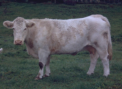 Woolshed 1: Cattle farm husbandry: Beef cattle breeds in New Zealand