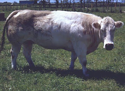 Woolshed 1: Cattle farm husbandry: Beef cattle breeds in New Zealand