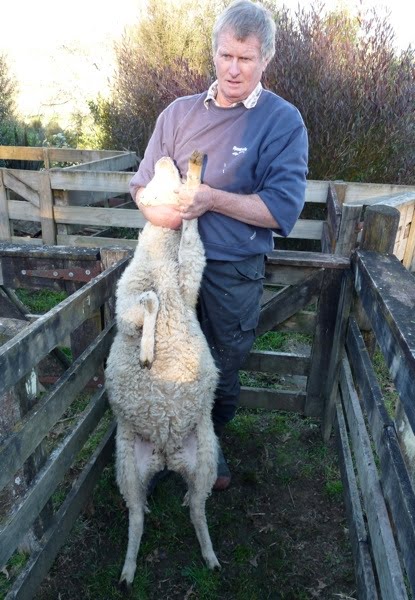Woolshed 1: NZ Sheep Husbandry - Lifting a sheep over a fence