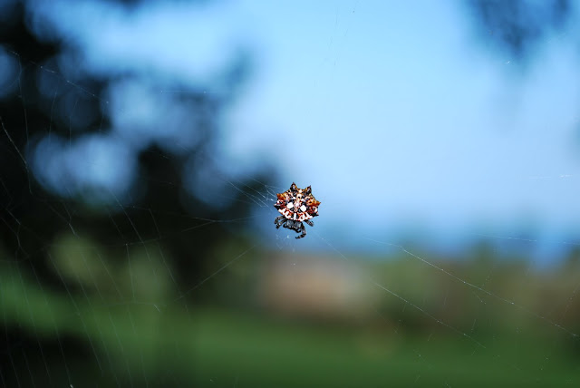 Crab Spider Hawaii