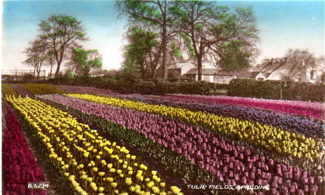 ukfamilyhistoryresearch: The bulb industry in Lincolnshire - Tulips and ...