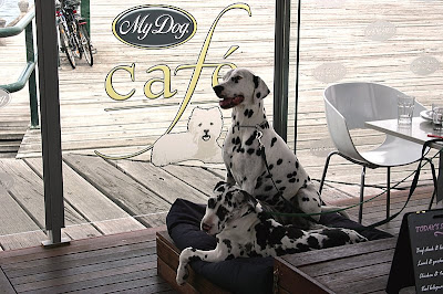 Dogs of Melbourne: My Dog Cafe - dogs eating out